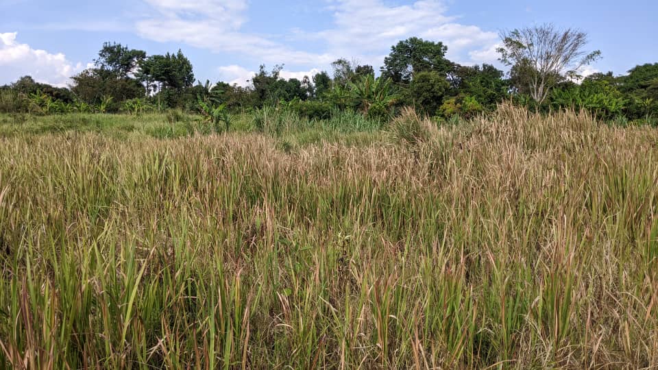 Land for sale Janda, located 300 meters from the tarmac, beyond Busiika ...